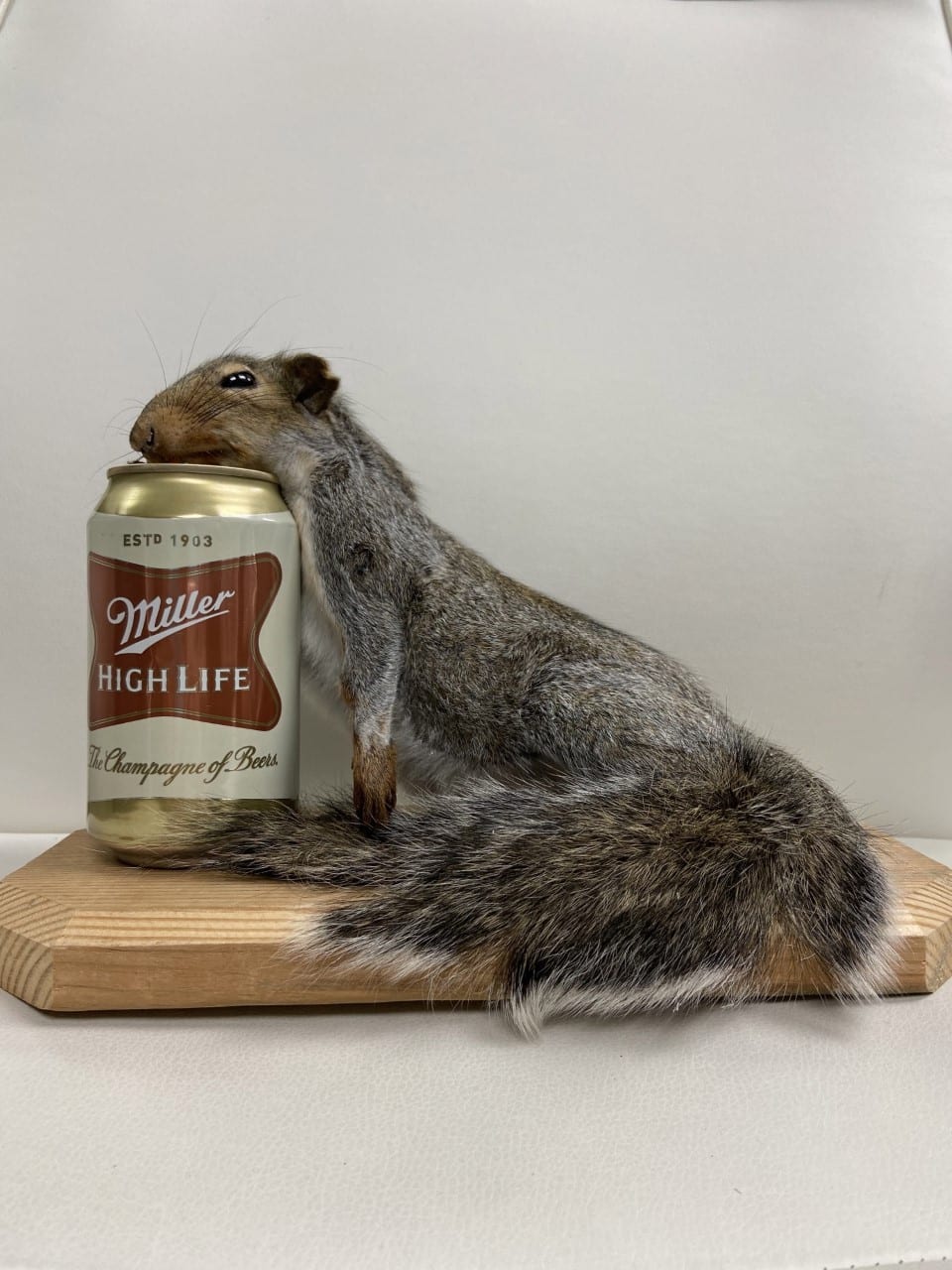 Taxidermy - BSTrading