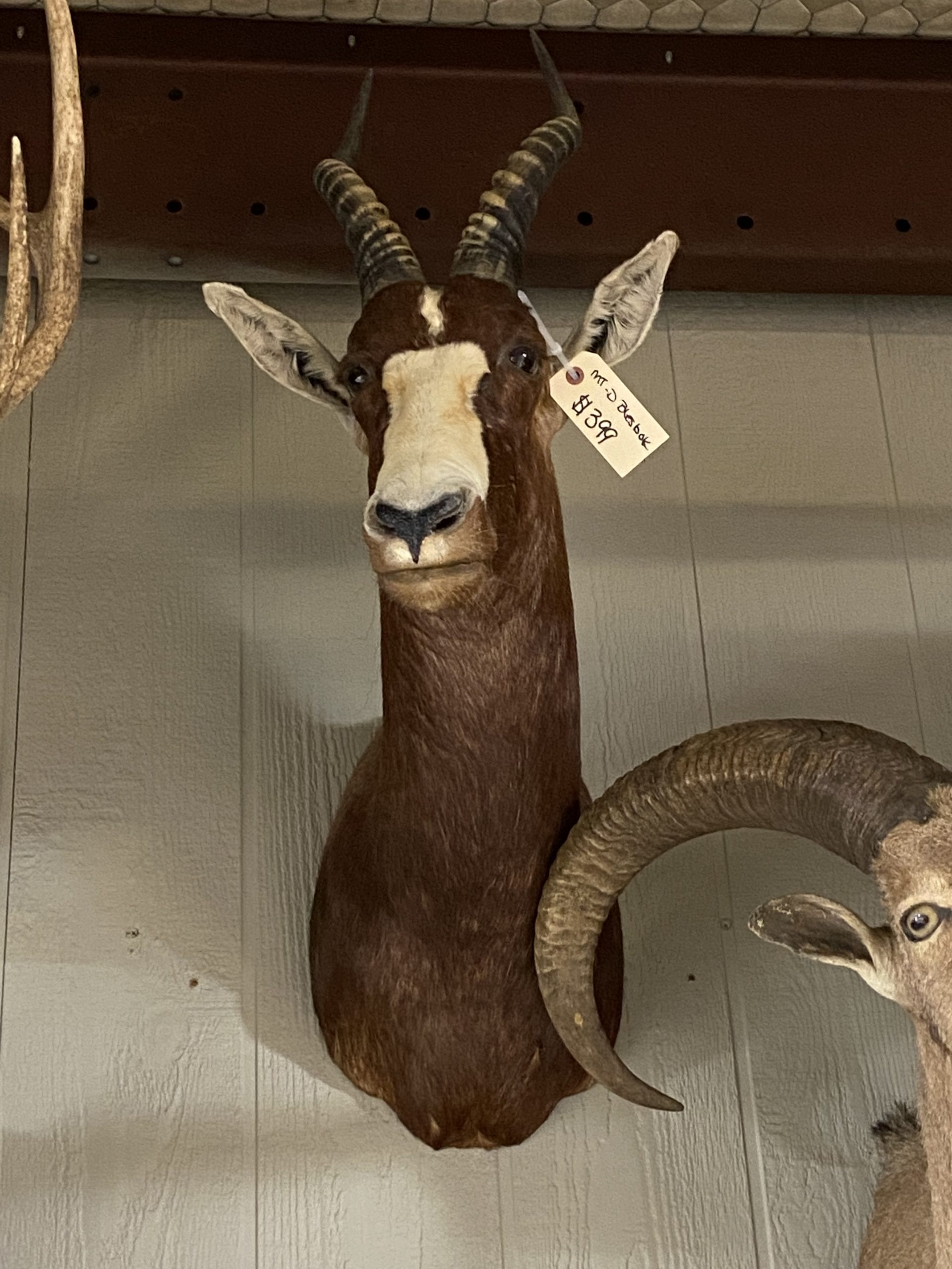 Taxidermy - BSTrading