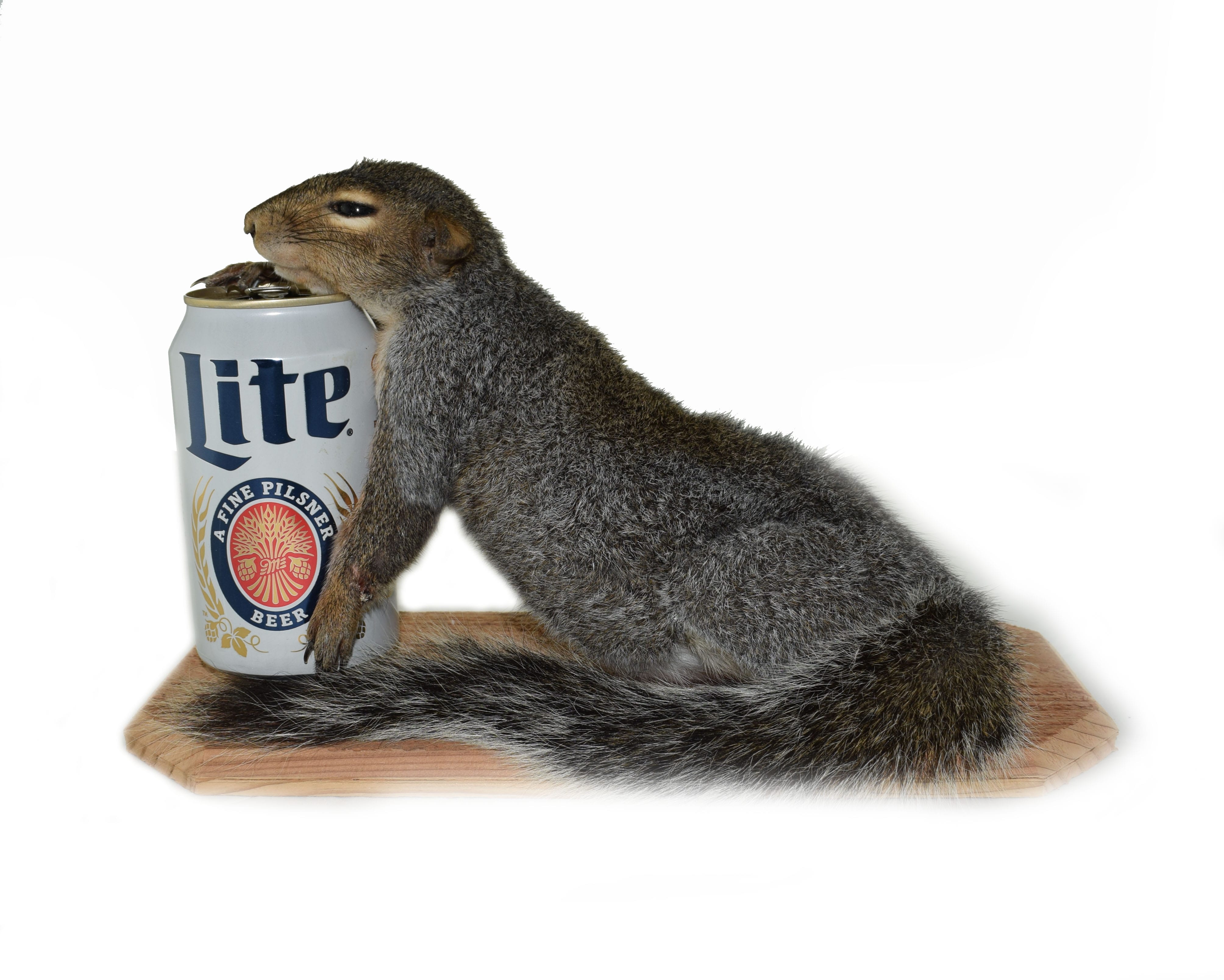 Taxidermy - BSTrading