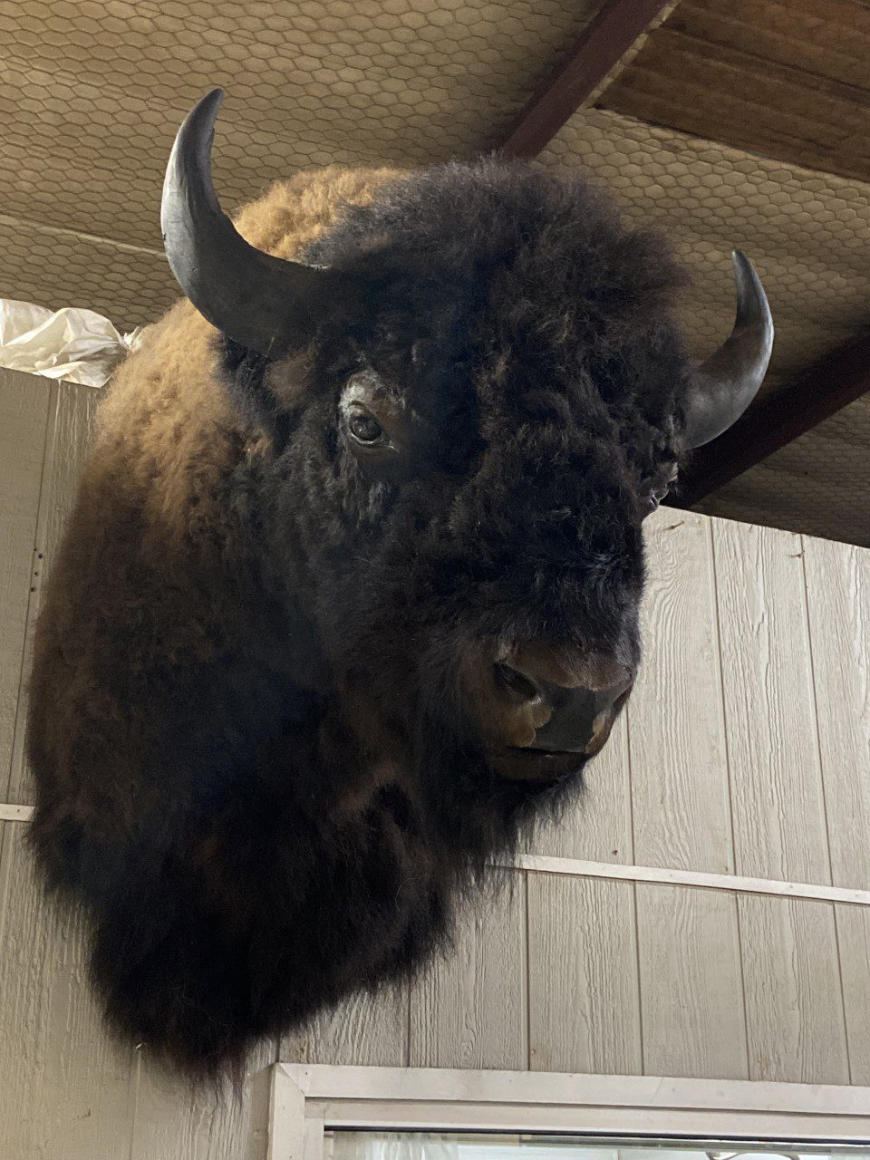 Taxidermy - BSTrading