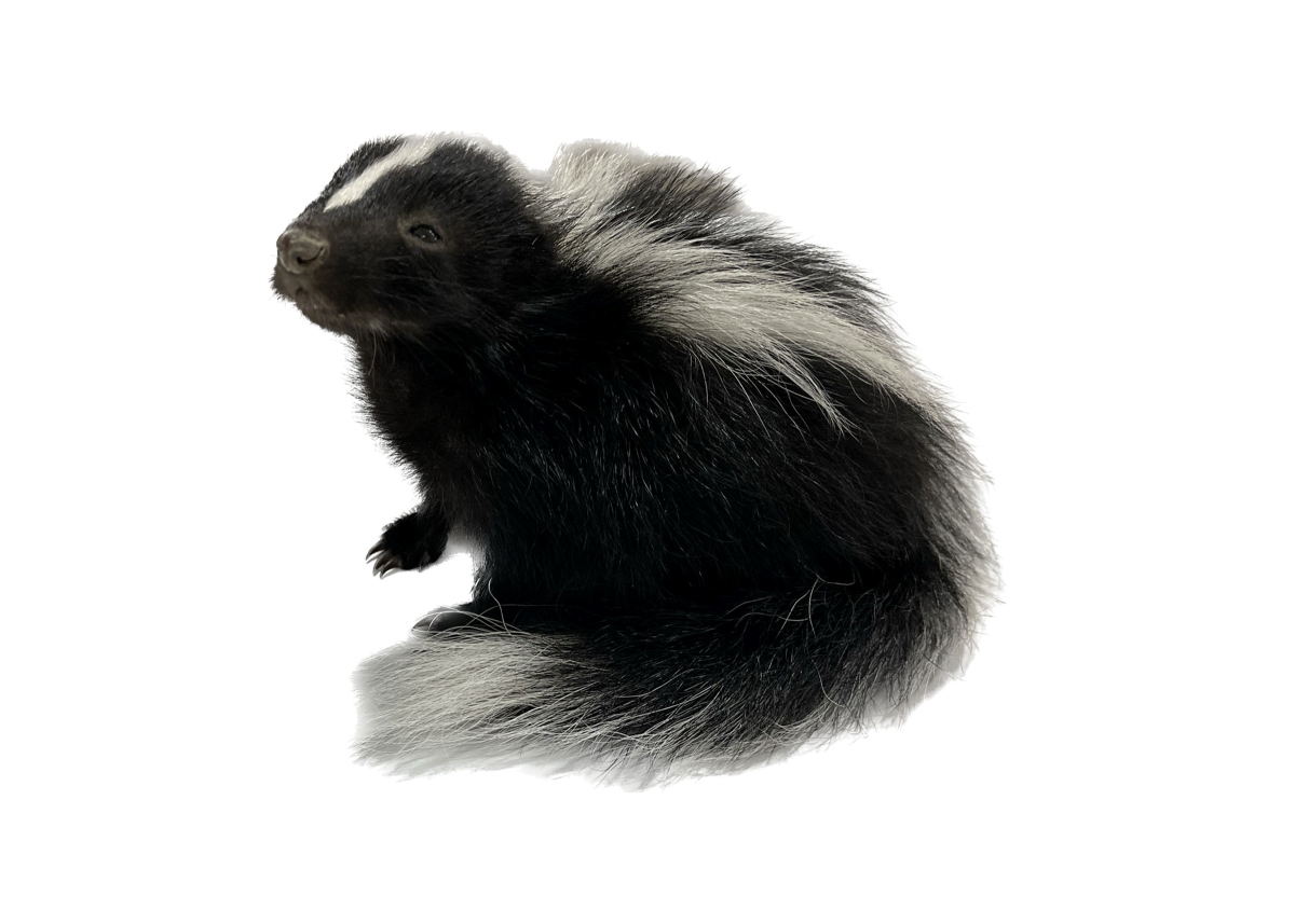 Conversation Pieces - BSTrading