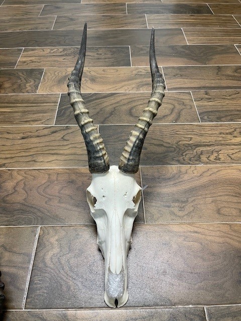 Closeout Taxidermy, Skulls & Horns - BSTrading