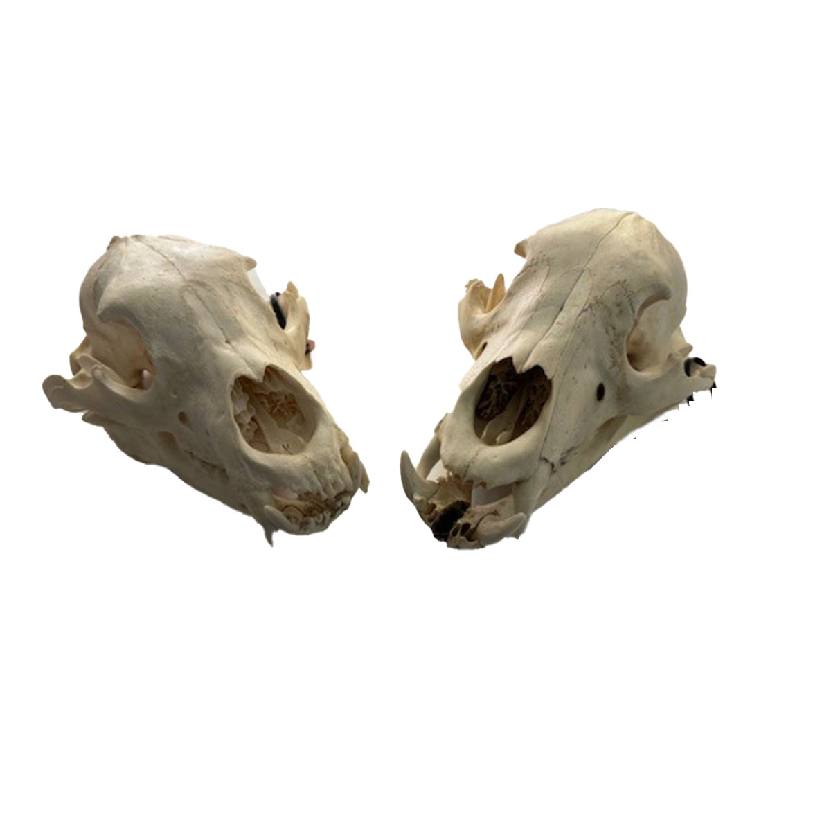 Closeout Taxidermy, Skulls & Horns - BSTrading
