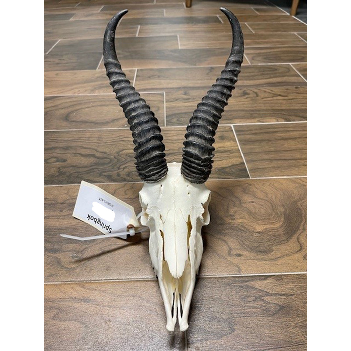 Closeout Taxidermy, Skulls & Horns - BSTrading
