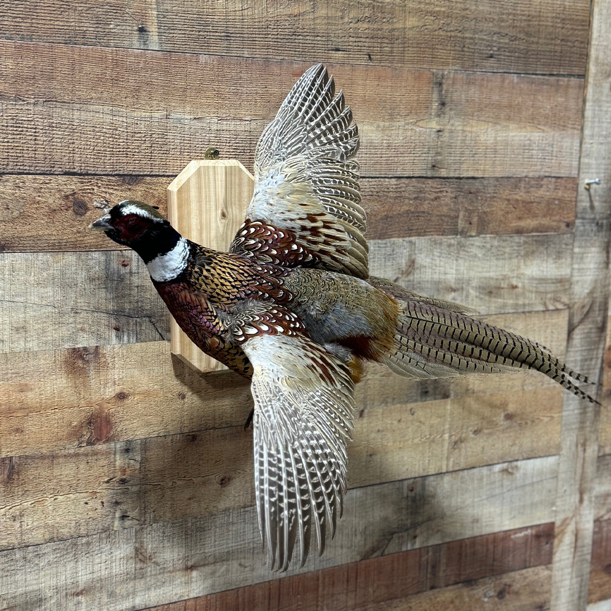 Pheasant - BSTrading