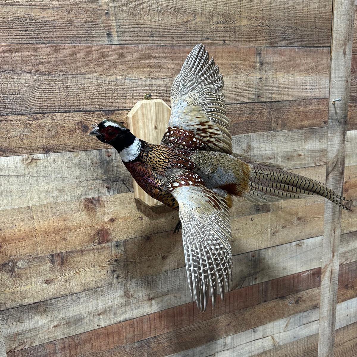 Pheasant - BSTrading