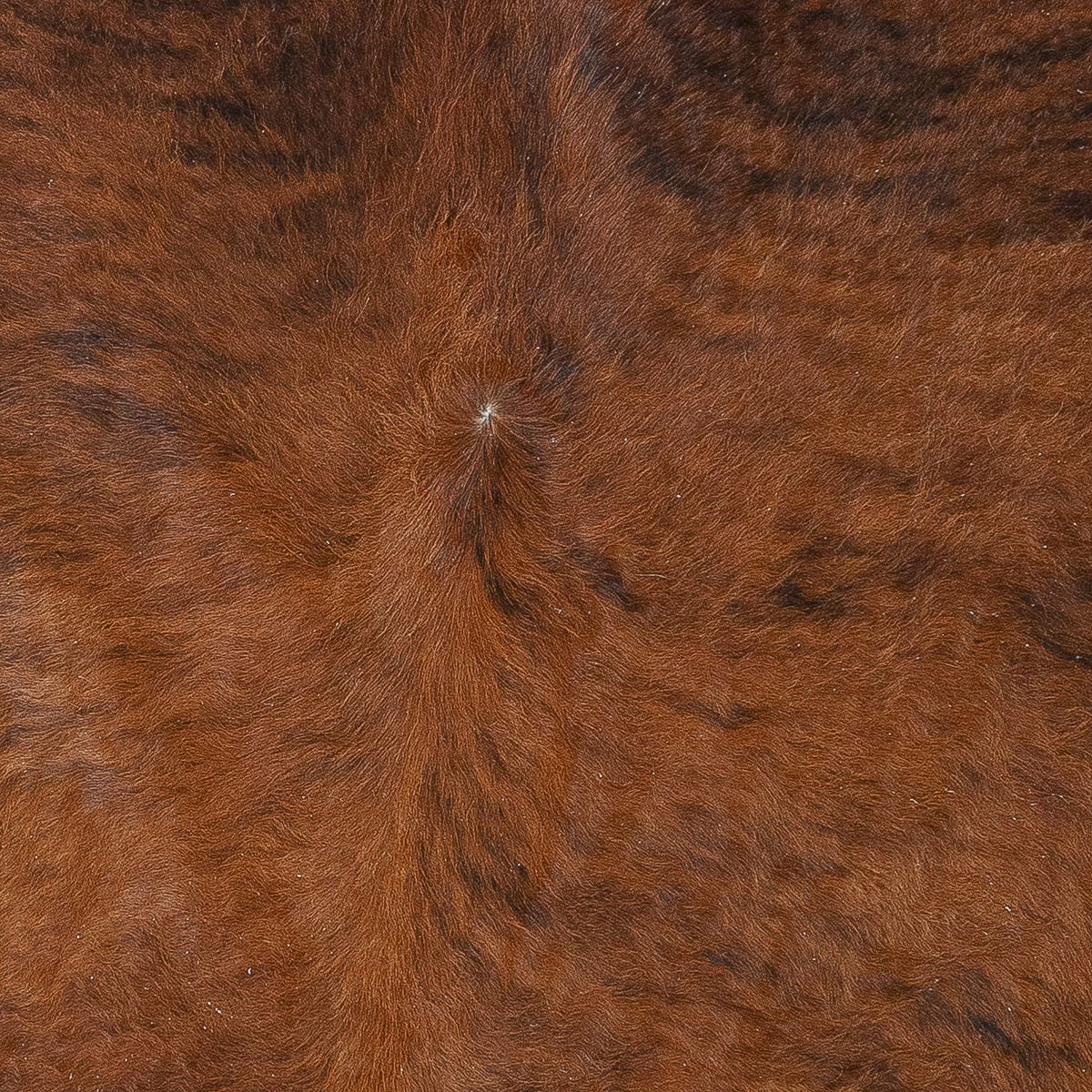 Lg Brindle - BSTrading