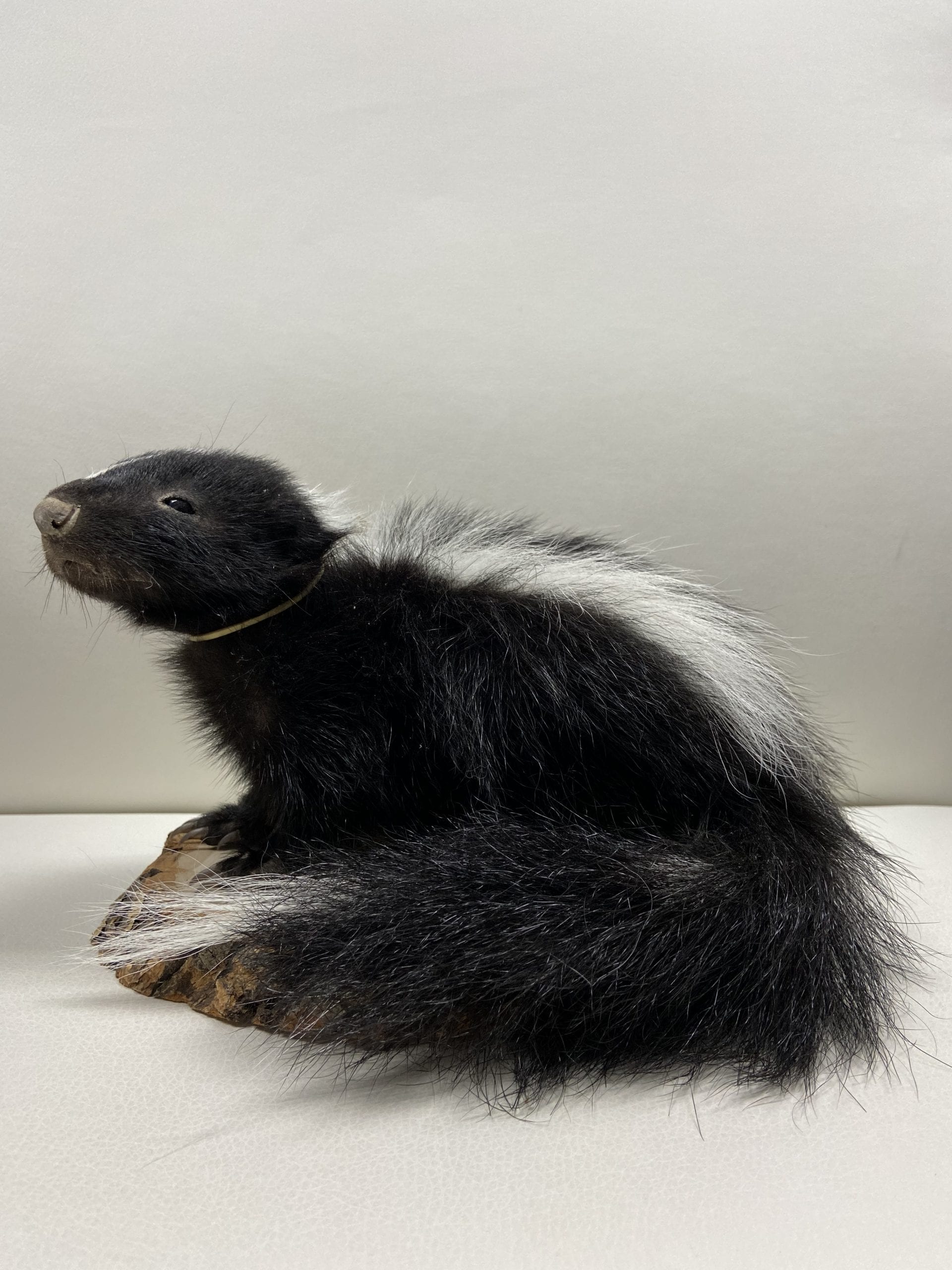 Taxidermy - BSTrading